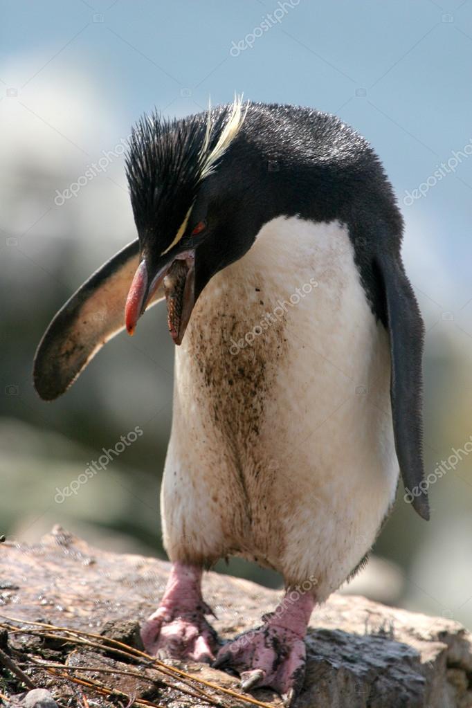 Rockhopper Penguin Jumping