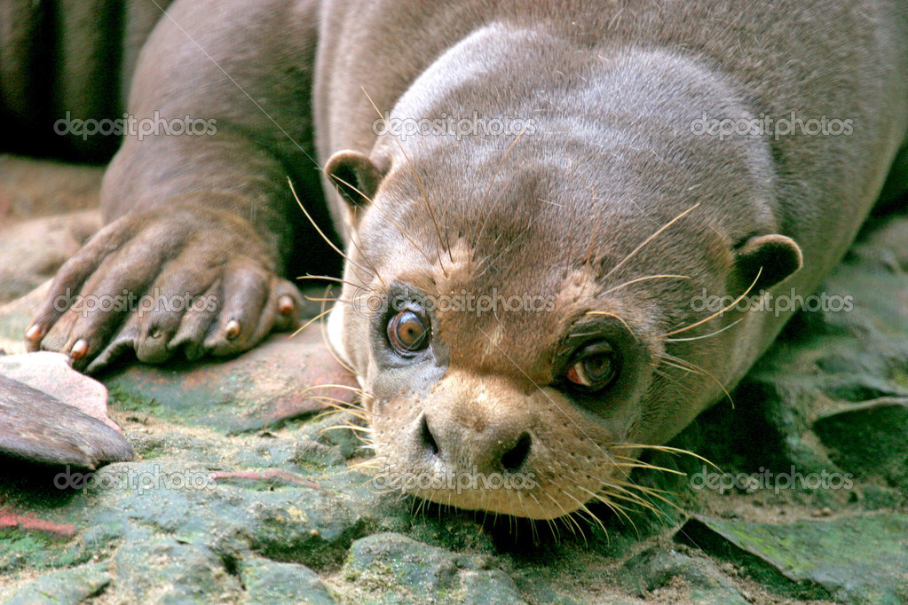 Nutria gigante, Amazonas, Brasil — Fotos de Stock © LisaStrachan #37310307