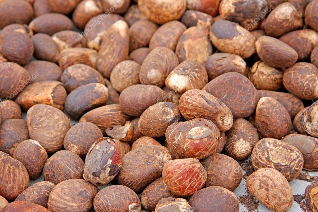 Tauga nuts, or Ivory nuts in a pile, Ecuador, South America. Stock ...