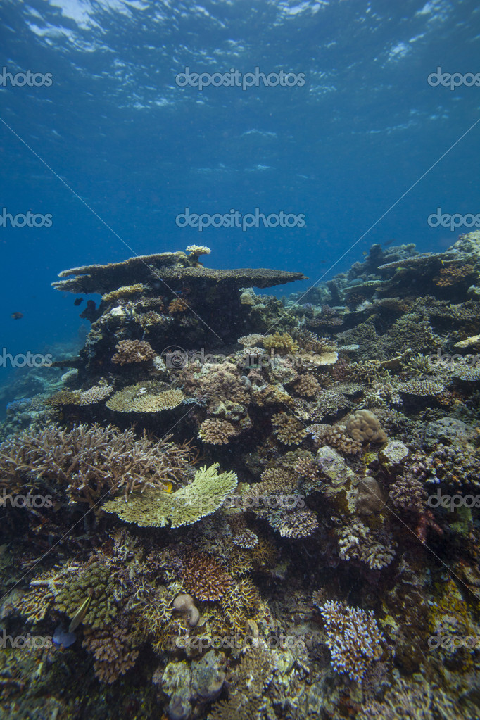 Underwater reef scape Stock Photo by ©paulcowell 13860617