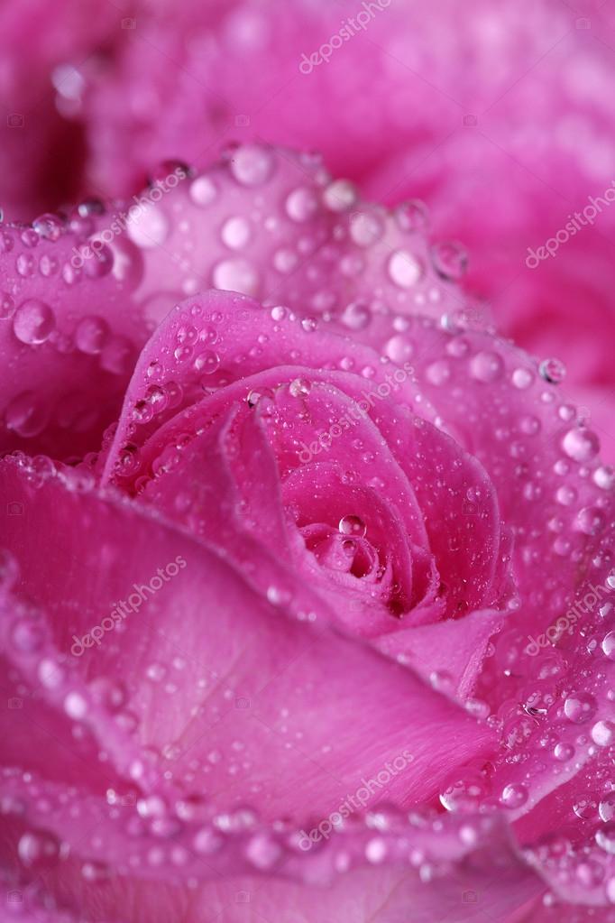 Wet pink rose — Stock Photo © Nick_Freund #28512375