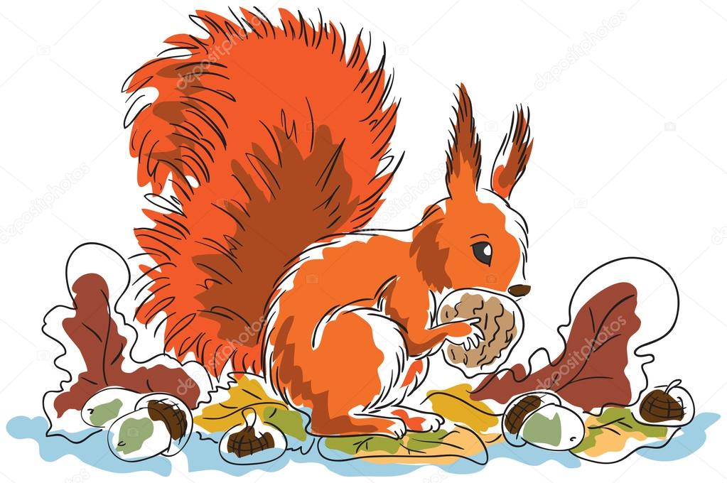 Squirrel Stock Vector by ©jkbunny 13925264