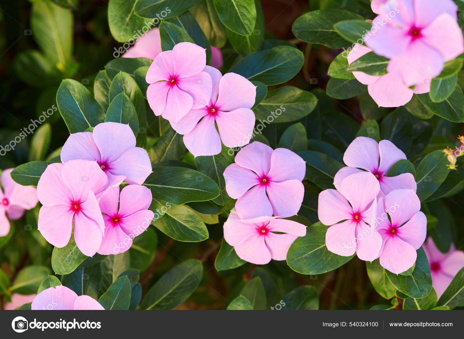 Pink Periwinkle Flower