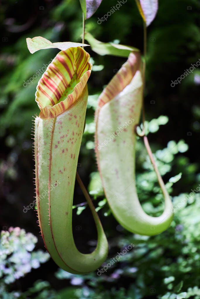 La bolsa de Semar (Nepenthes) es una planta insectívora, también ...