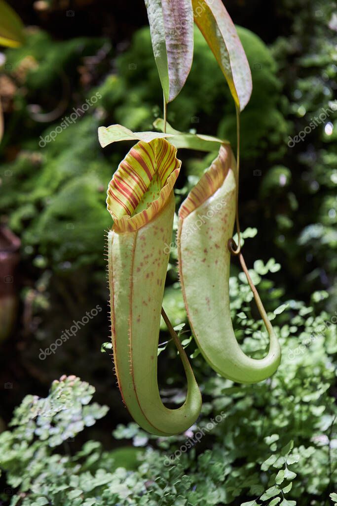 La bolsa de Semar (Nepenthes) es una planta insectívora, también ...