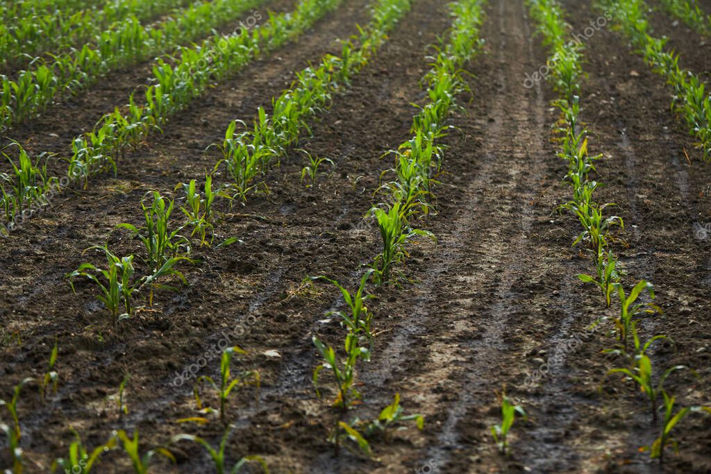 Los arbustos de ma z se cultivan a partir de semillas en suelo f rtil. El cultivo de cultivos de ...