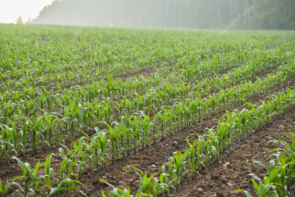Los arbustos de ma z se cultivan a partir de semillas en suelo f rtil. El cultivo de cultivos de ...