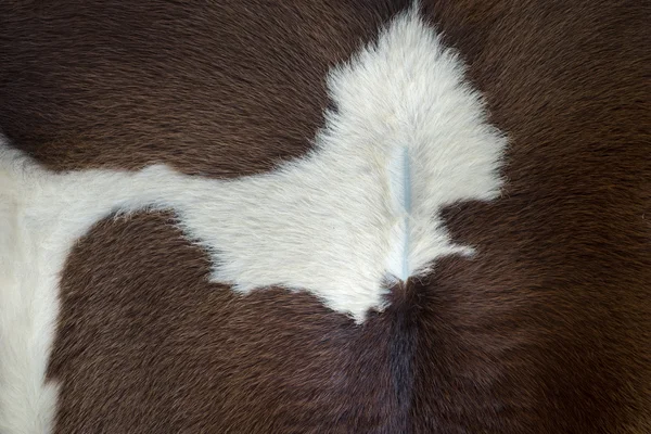 Cow tail Stock Photos, Royalty Free Cow tail Images | Depositphotos