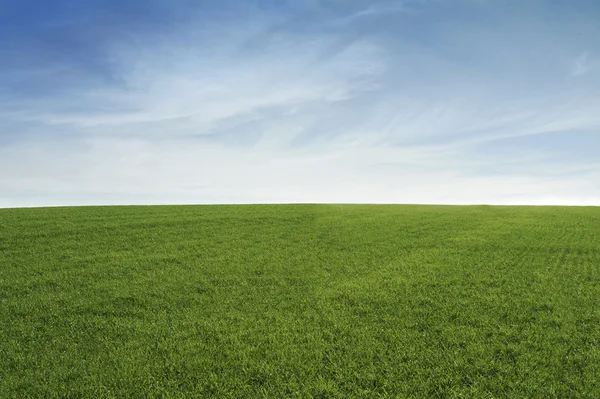 Grass field Stock Photos, Royalty Free Grass field Images | Depositphotos