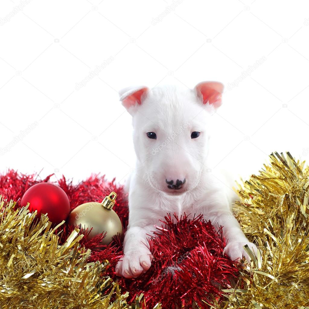 Pretty bull terrier pet on a christmas ornaments Stock Photo by ...