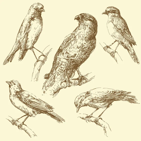 Predator birds Vector Art Stock Images | Depositphotos