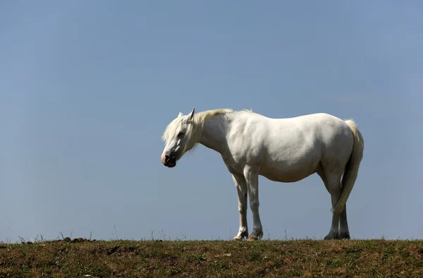 White horse of kent fotos de stock, imágenes de White horse of kent sin ...