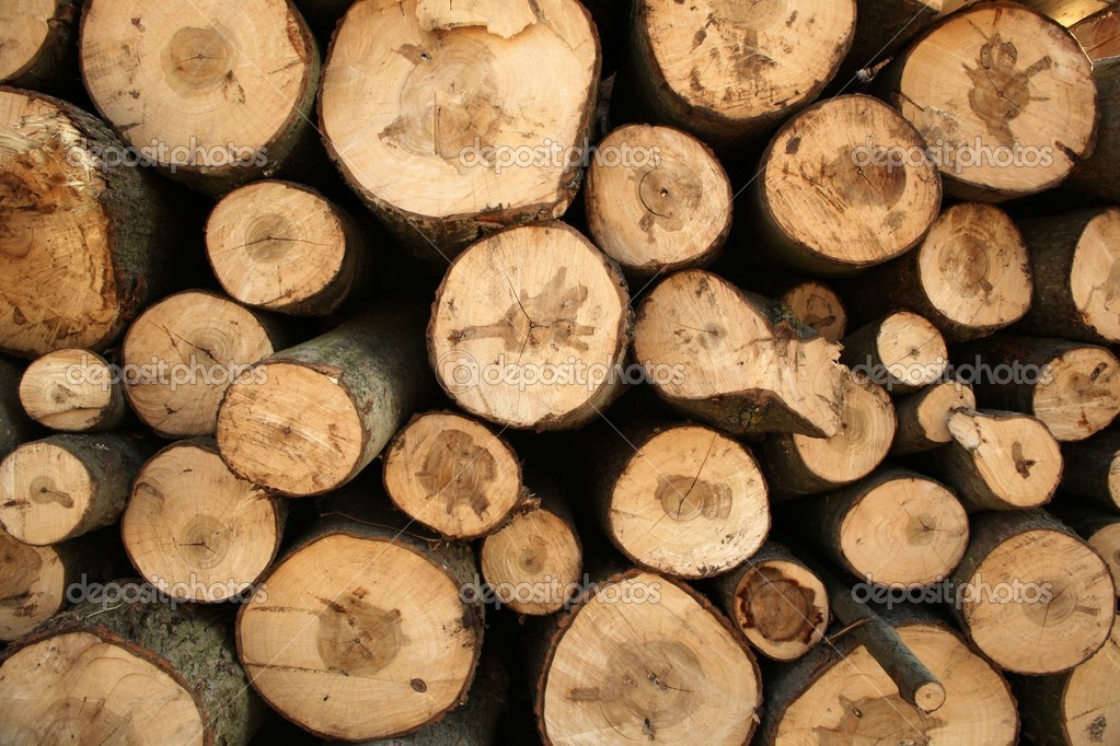 Stacked logs — Stock Photo © Knut_Wiarda #16514175
