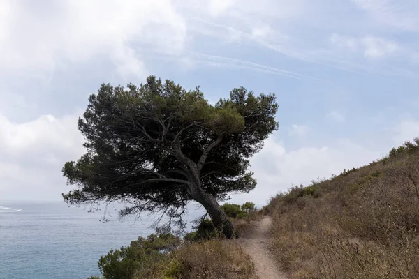 Lonely tree at tossa de mar on sunrise图库照片、免版税Lonely tree at tossa de ...