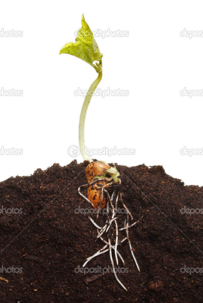 Newly germinated plant Stock Photo by ©griffin024 13992312