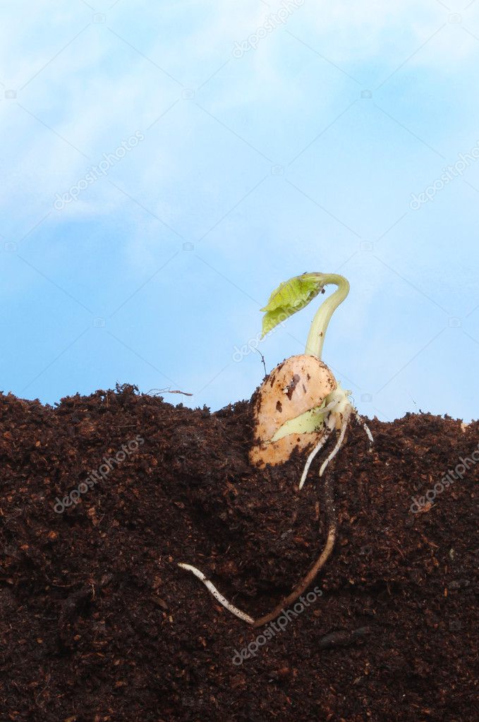 Germinated seed Stock Photo by ©griffin024 13994227