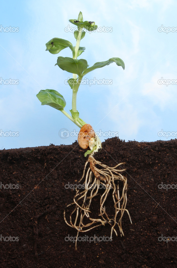 Seedling roots blue sky Stock Photo by ©griffin024 14035909