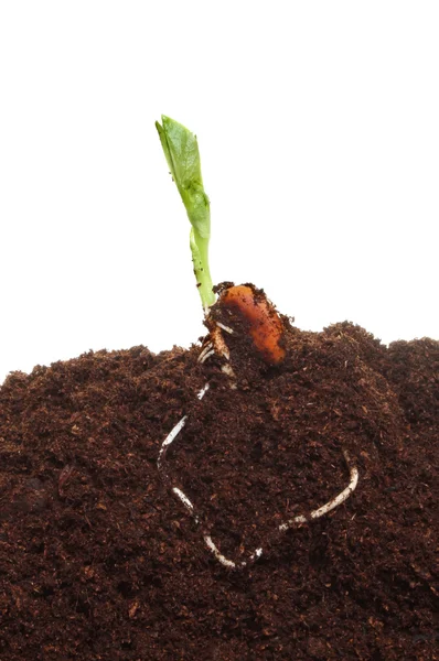 Seedling with roots Stock Photos, Royalty Free Seedling with roots ...