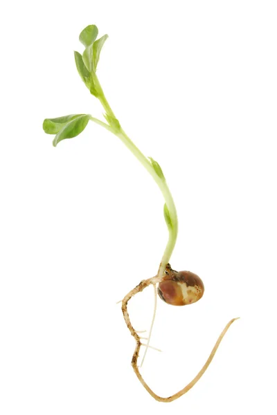 ᐈ Bean plant stock pictures, Royalty Free plant roots bean images ...