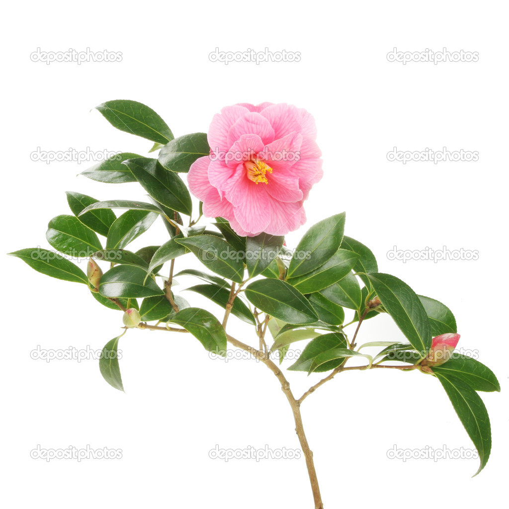 Camellia branch Stock Photo by ©griffin024 17027399