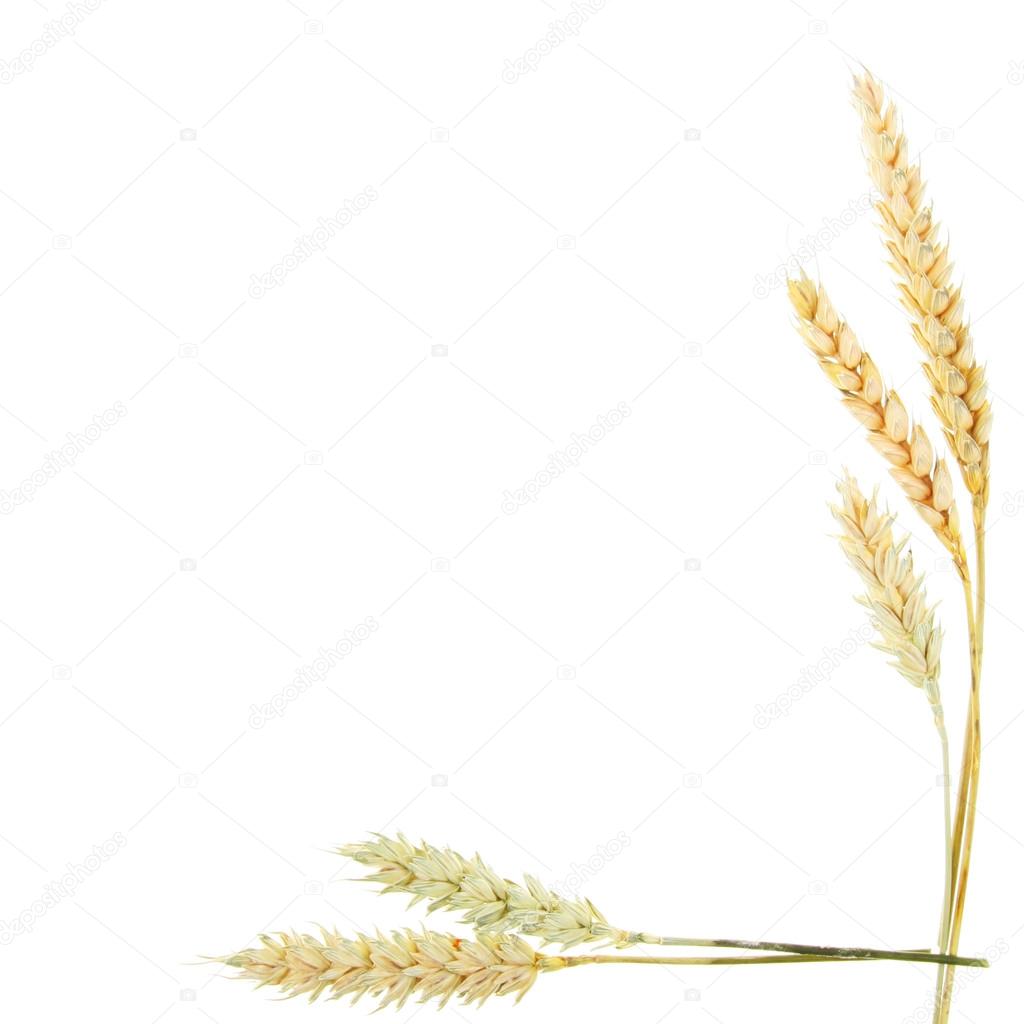 Wheat Border Clip Art