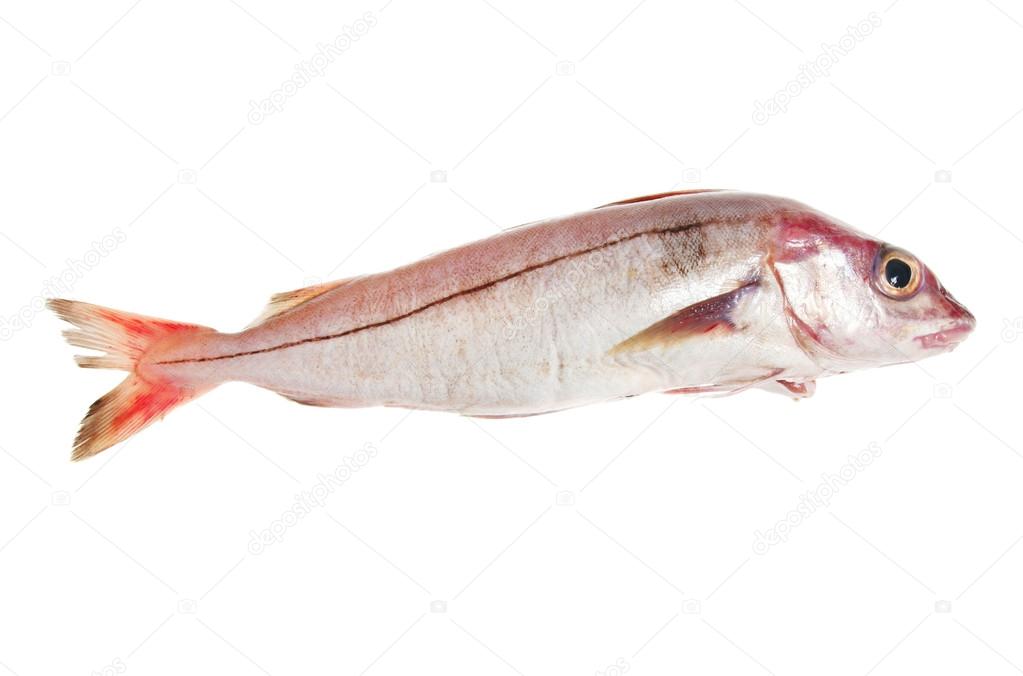 Haddock — Stock Photo © griffin024 #18138149