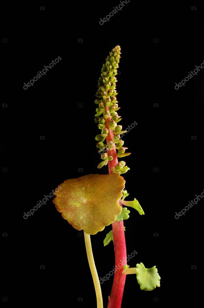 Budding navelwort, Umbilicus rupestris, isolated against black 2022