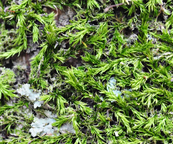 Chinese club moss Stock Photos, Royalty Free Chinese club moss Images ...