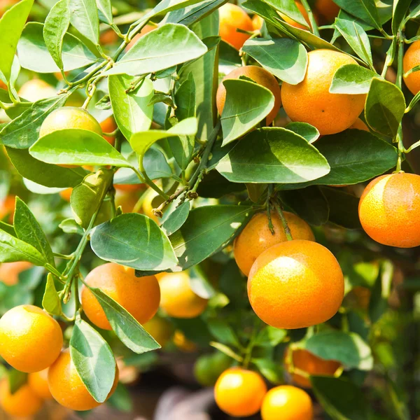 Orange on tree - Stock Image - Everypixel