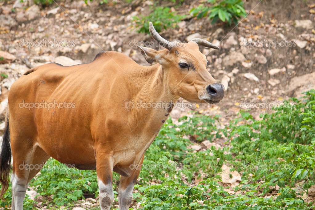 Wild cattle Stock Photo by ©satit_srihin 32103979