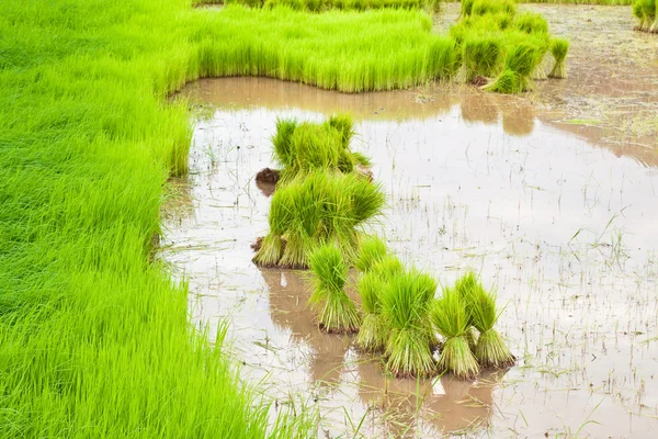 Female harvesting rice Stock Photos, Royalty Free Female harvesting ...
