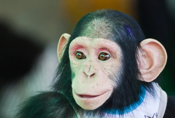 Chimpanzee smiling Stock Photos, Royalty Free Chimpanzee smiling Images ...