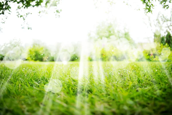 Green Landscape Background with Sunshine and Boke - Stock Image ...