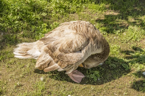 Tula goose | Tula goose breeds grazed on a lawn — Stock Photo © Leonid ...