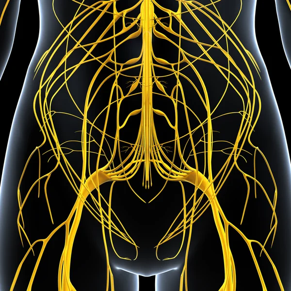Sciatic nervous system Stock Photos, Royalty Free Sciatic nervous ...