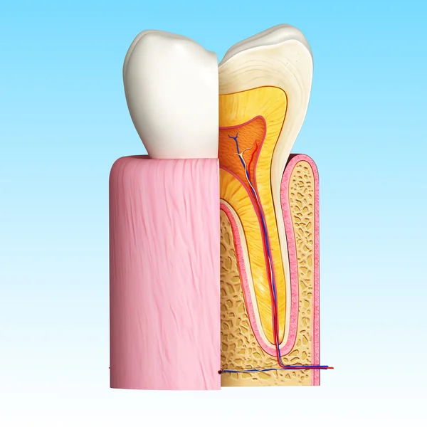 3D Illustration of up side view of teeth anatomy Stock Photo by ...