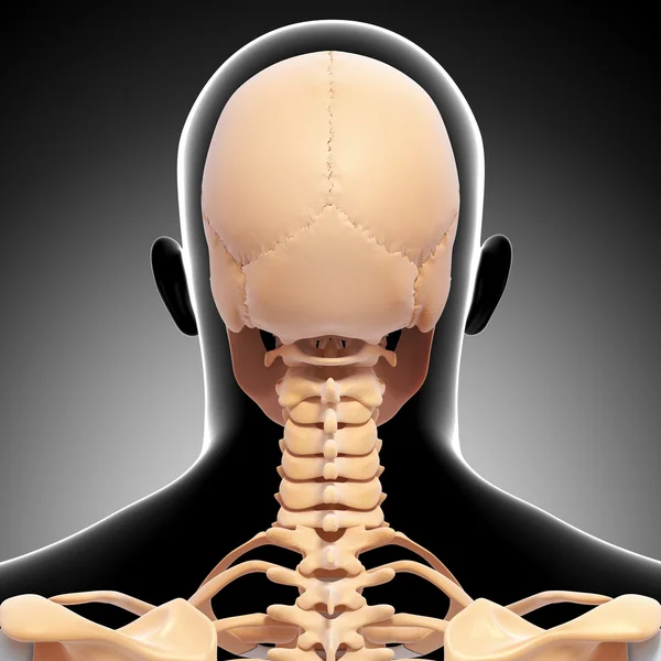 Human skeleton side view — Stock Photo © pixologic #22677875