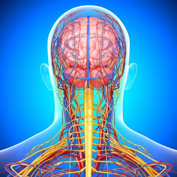 Back view of circulatory and nervous system of back view of brain Stock ...