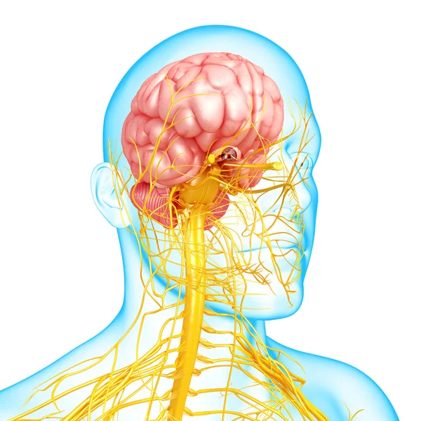 Front side view of male skeleton with nervous system Stock Photo by ...