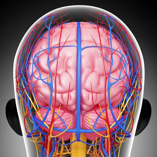 Back view of brain circulatory and nervous system isolated with white ...