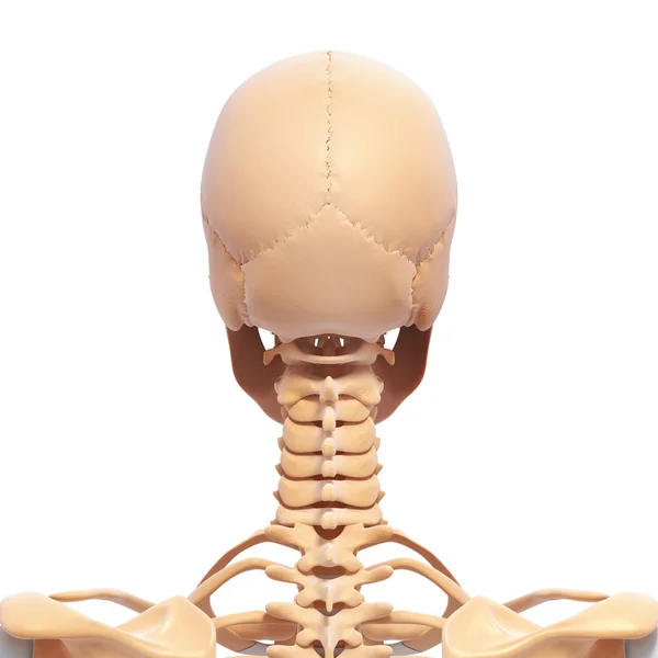 Nervous system of back view of human skeleton of head with eyes, teeth ...