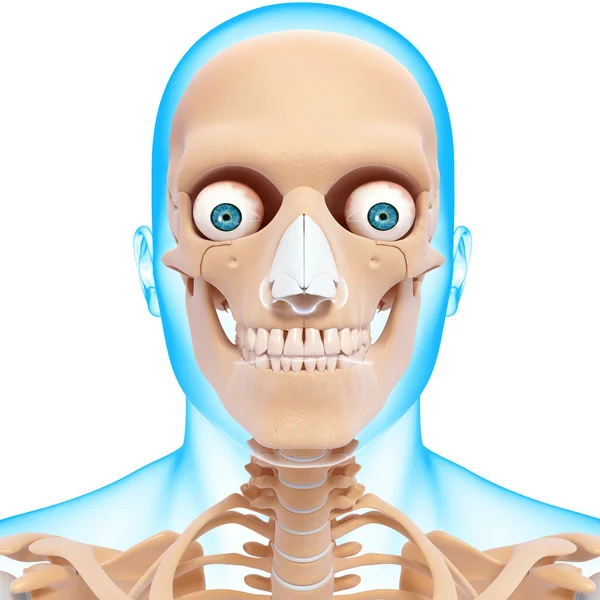 Human skeleton of head with eyes,teeth — Stock Photo © pixologic #22677843