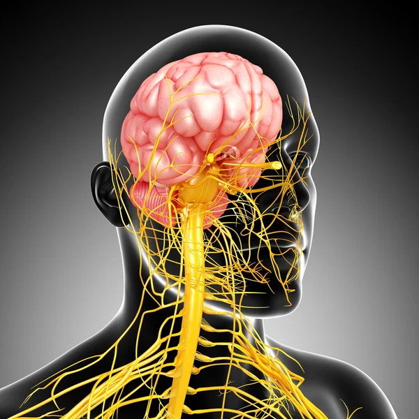 ᐈ Diagram of nerves in the body stock photos, Royalty Free nervous ...