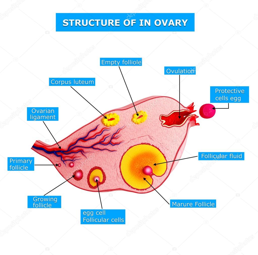 Anatomia do ciclo ovariano com nomes Ilustração de stock por ©pixologic ...