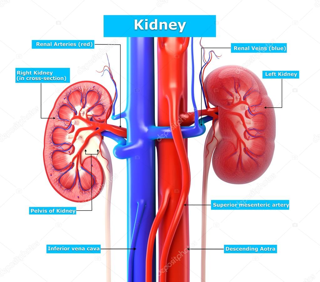 Kidney cut section with detailed naming in blue — Stock Photo ...