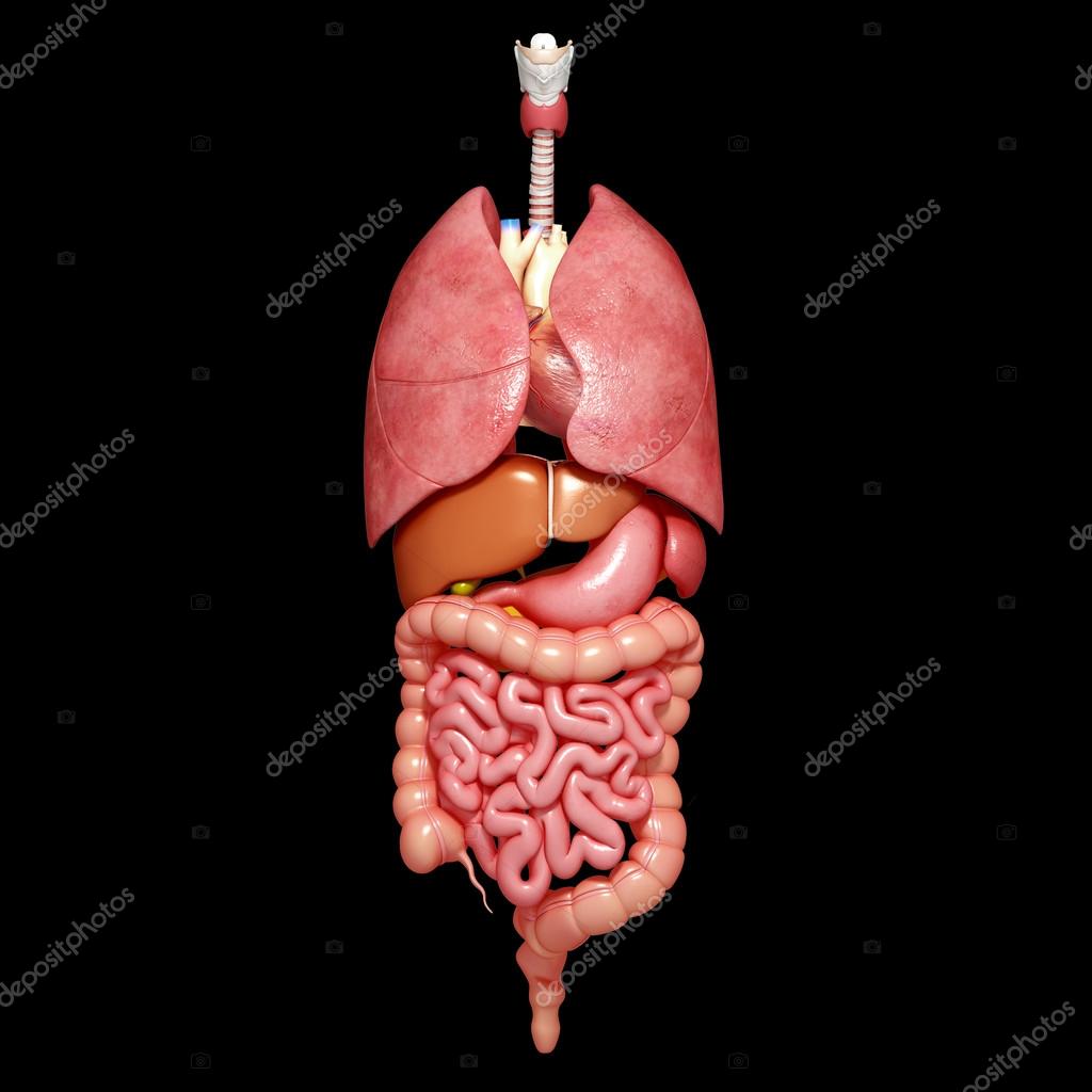 Illustration of Male GUTS and STOMACH anatomy anterior with lungs and ...