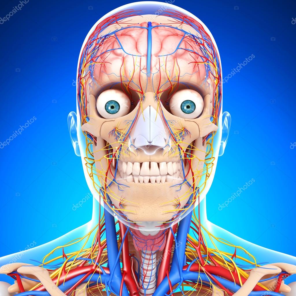 Nervous head circulatory system isolated in white — Stock Photo ...
