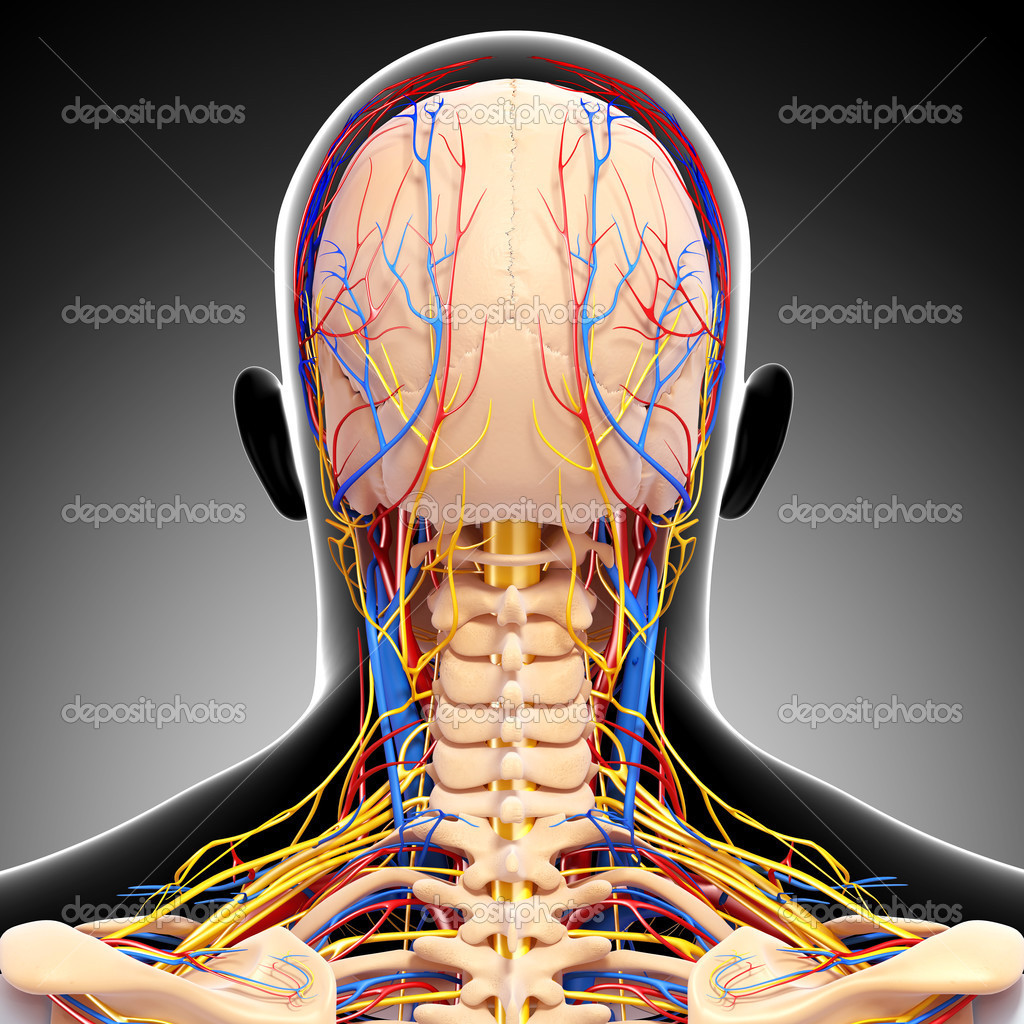 Back view of circulatory and nervous system of back view of head Stock ...