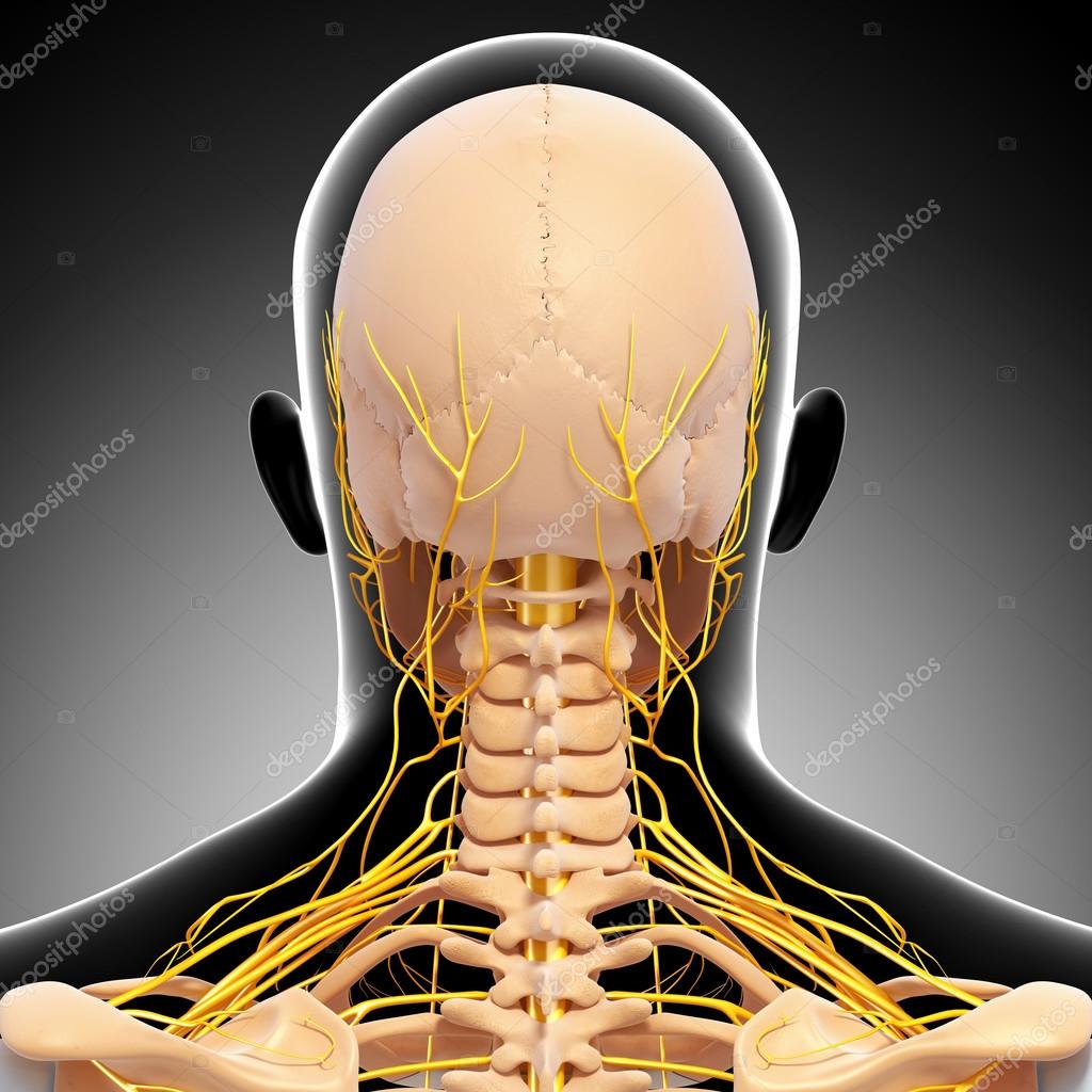 Back view of human skeleton nervous system isolated — Stock Photo ...