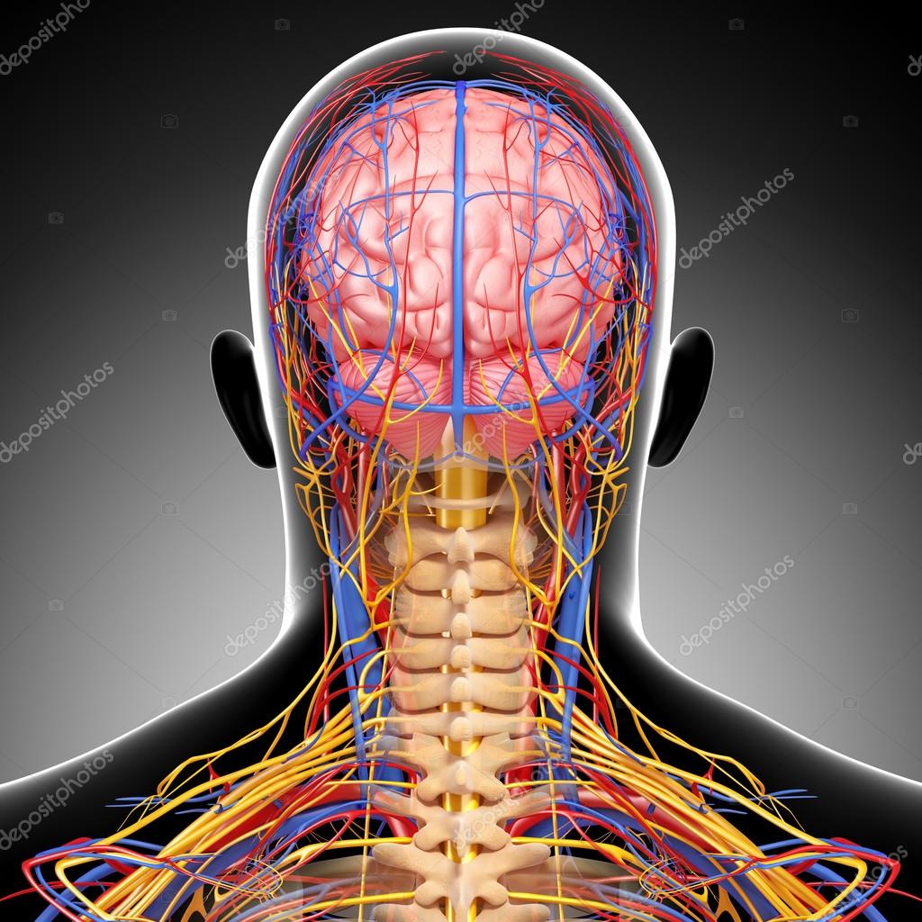 Back view of circulatory and nervous system of back view of brain Stock ...